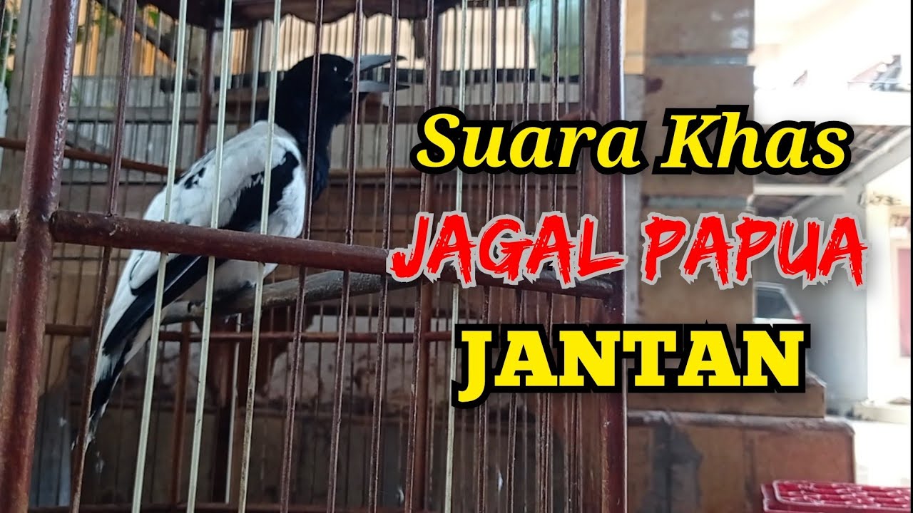 Jagal Papua Gacor | Indonesian endemic bird | الغراب الأعصم الإندونيسي ...