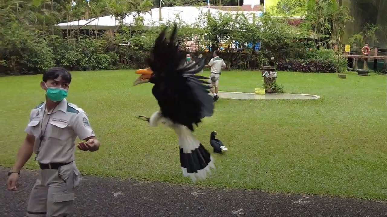 SERU! BIRDS SHOW TAMAN SAFARI YANG SERING TERLEWATKAN! #tamansafari # ...