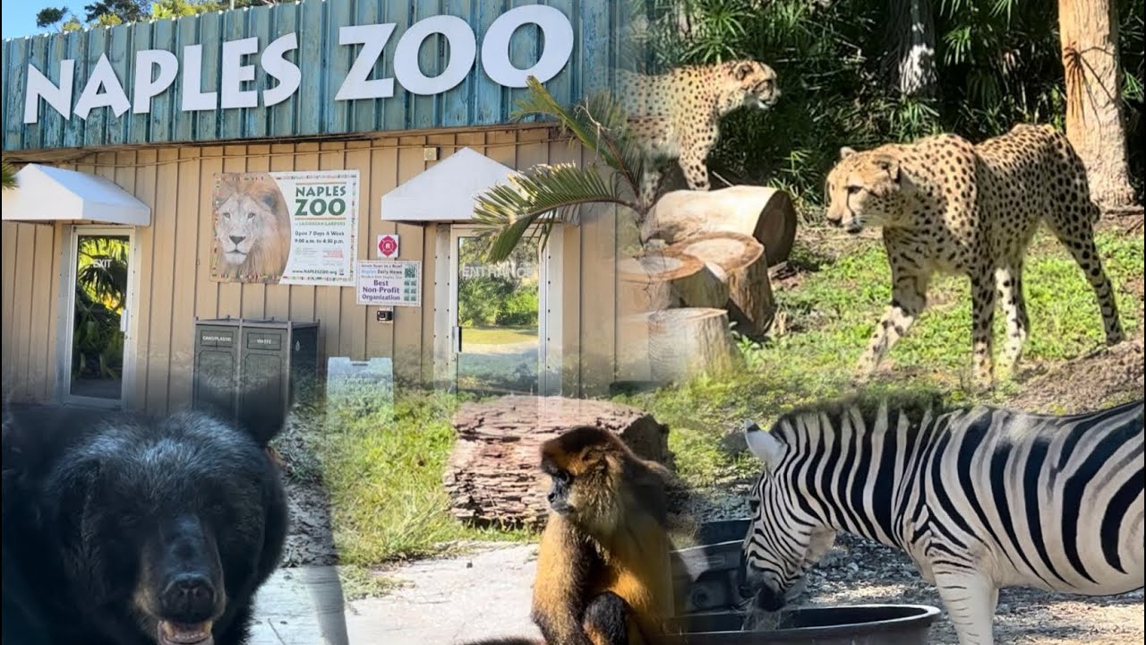 Naples zoo | amazing animals | 4K video - YouTube