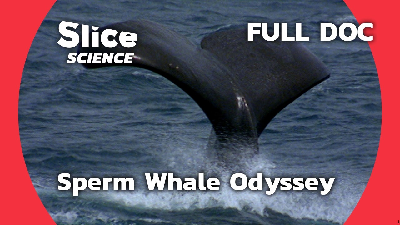 Sperm Whales: Survival in a Changing Ocean | SLICE SCIENCE | FULL DOC ...