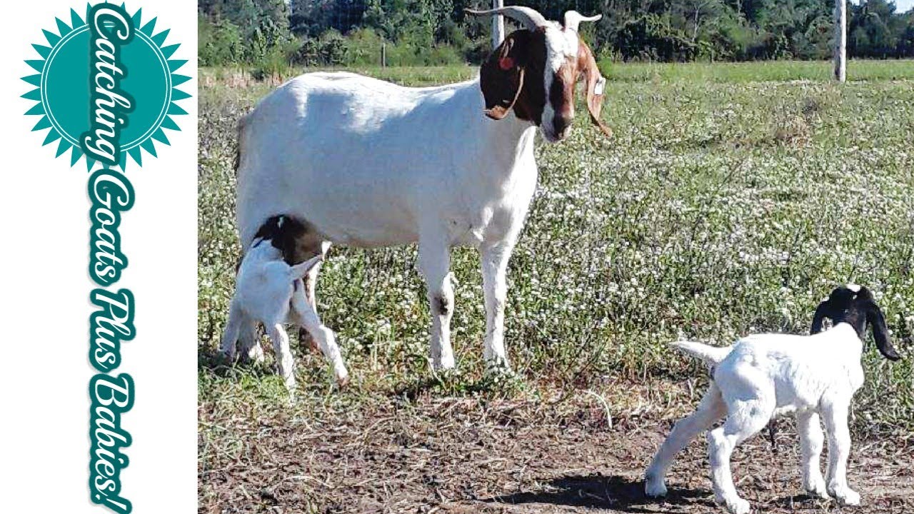 Catching goats plus BABIES! - YouTube