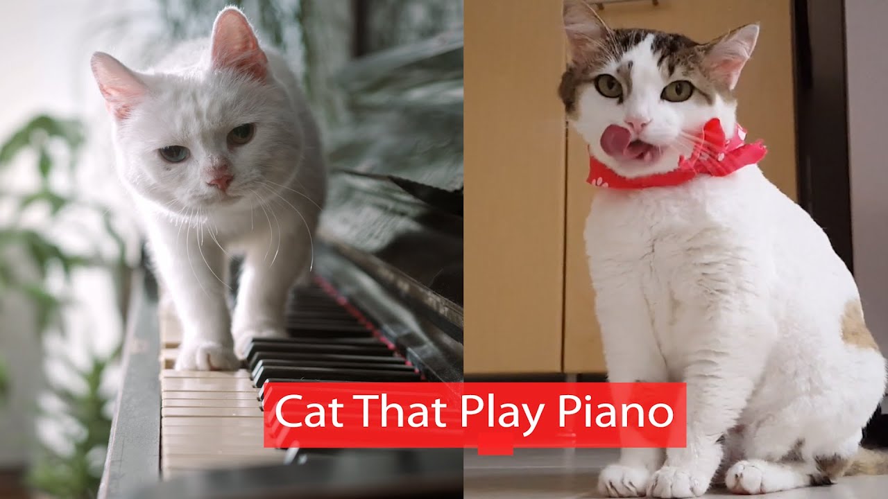 Short Funny animal video clip || Cute and Funny Cat Videos Compilation ...