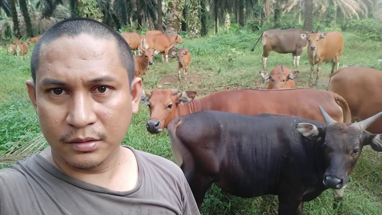 Beternak sapi integrasi sapi dengan sawit - YouTube
