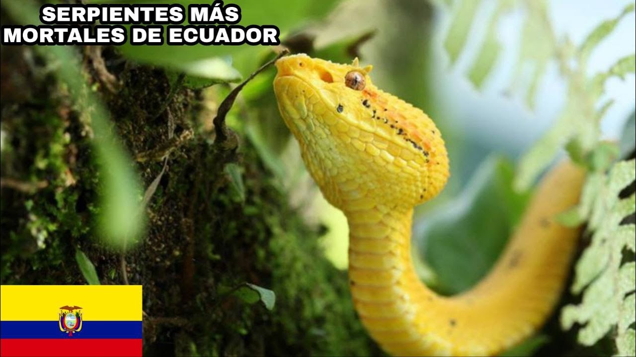 Serpientes Peligrosas y Venenosas de Ecuador - YouTube