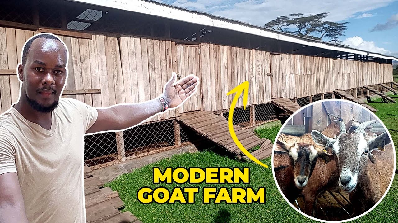 Inside a Modern Goat Farm - YouTube