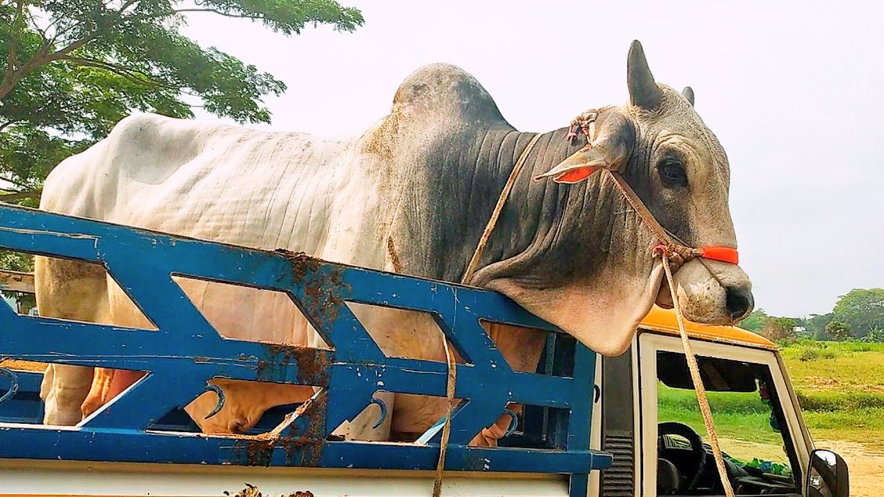 Cow unloading | Goru video | Cattle Unloading | Goru,Hambba Ep -179 ...