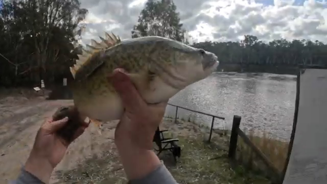 Murray Cod Fishing in the Flooded Edward River - YouTube