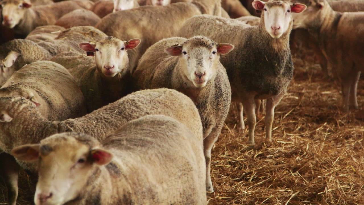 Ontario’s sheep industry benefits from Growing Forward 2 funding - YouTube