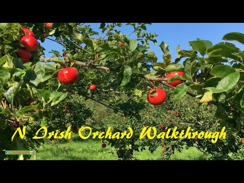 Apple & Fruit Orchard Walkthrough - (N Irish Traditional Farming ...