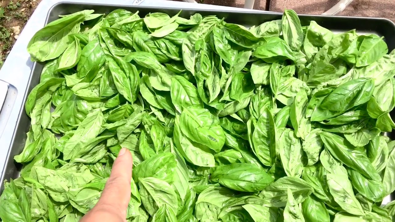 How To Make Fresh Organic Basil Flakes - YouTube