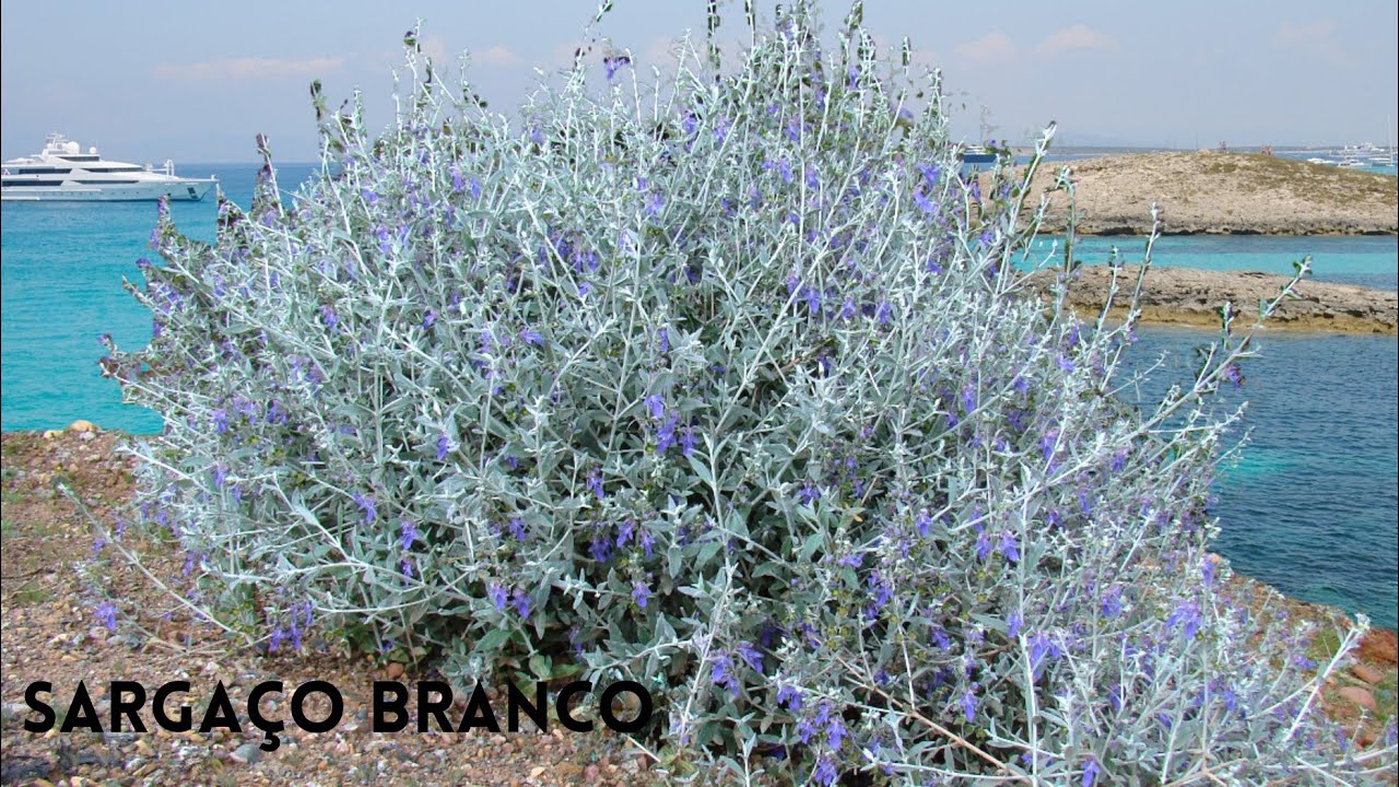 SARGAÇO BRANCO, Descubra quais são os usos desta planta! (Teucrium ...