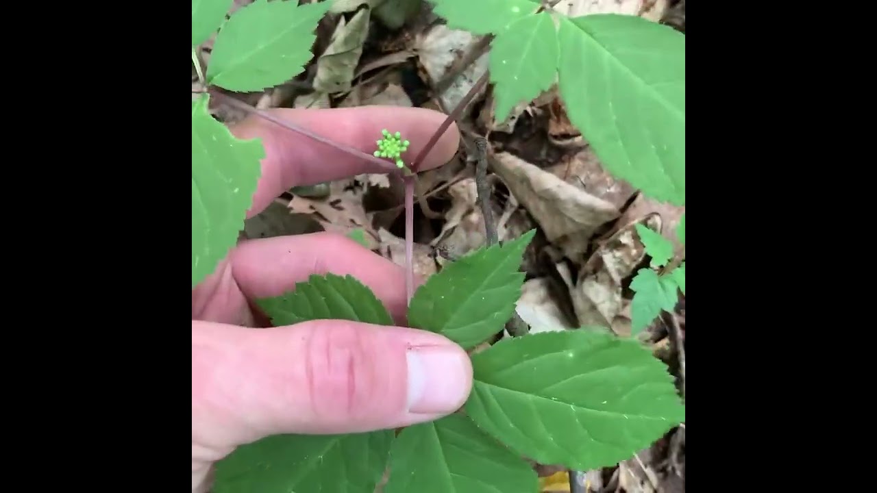 Properly Identifying Ginseng - YouTube