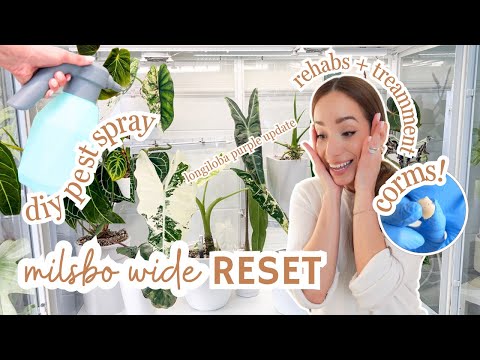 how i got rid of spider mites in my milsbo wide greenhouse cabinet | DIY pest control