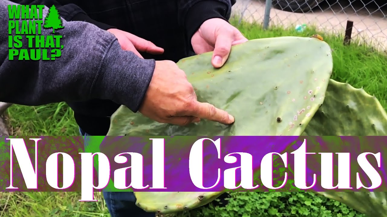 Nopal Blanco (Opuntia or Prickly Pear) has flat cactus pads can be ...