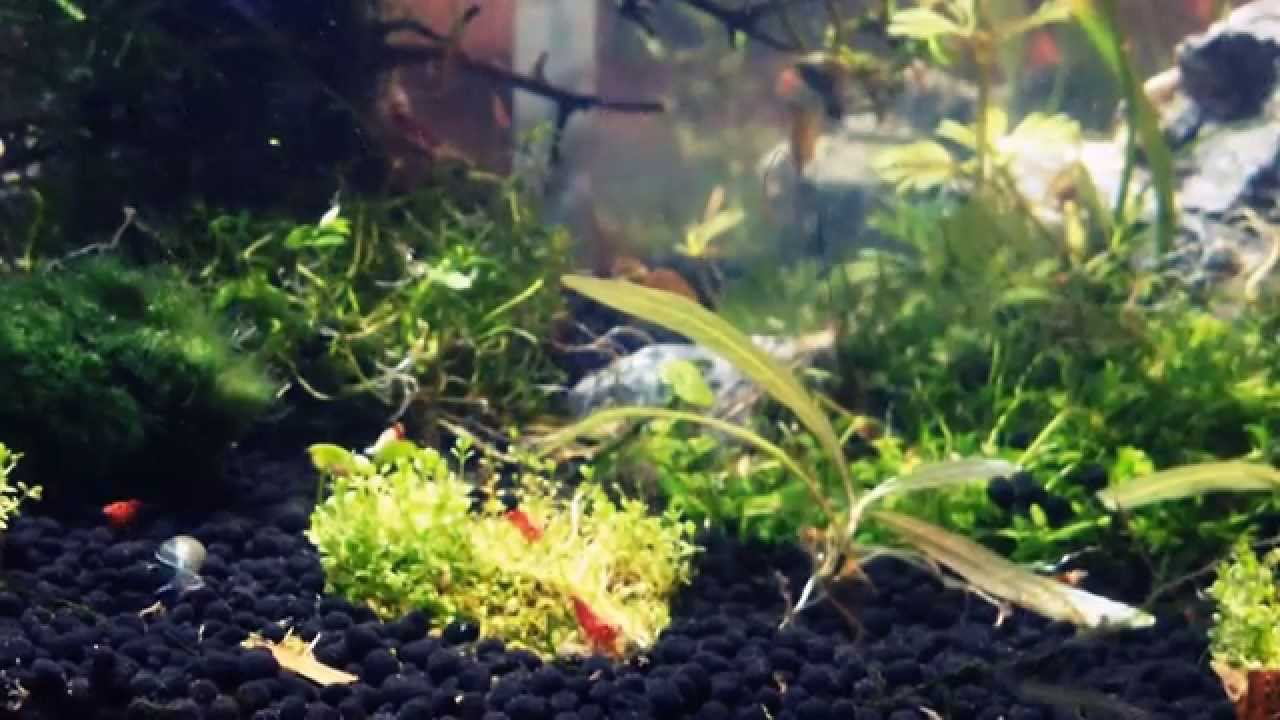 10G Planted CRS/RCS Shrimp Tank - YouTube