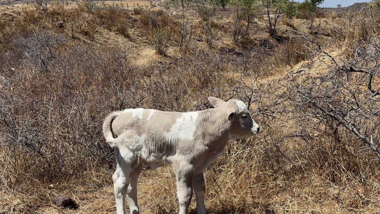 “Se nos perdió un becerrito recién nacido”😰🐮 - YouTube