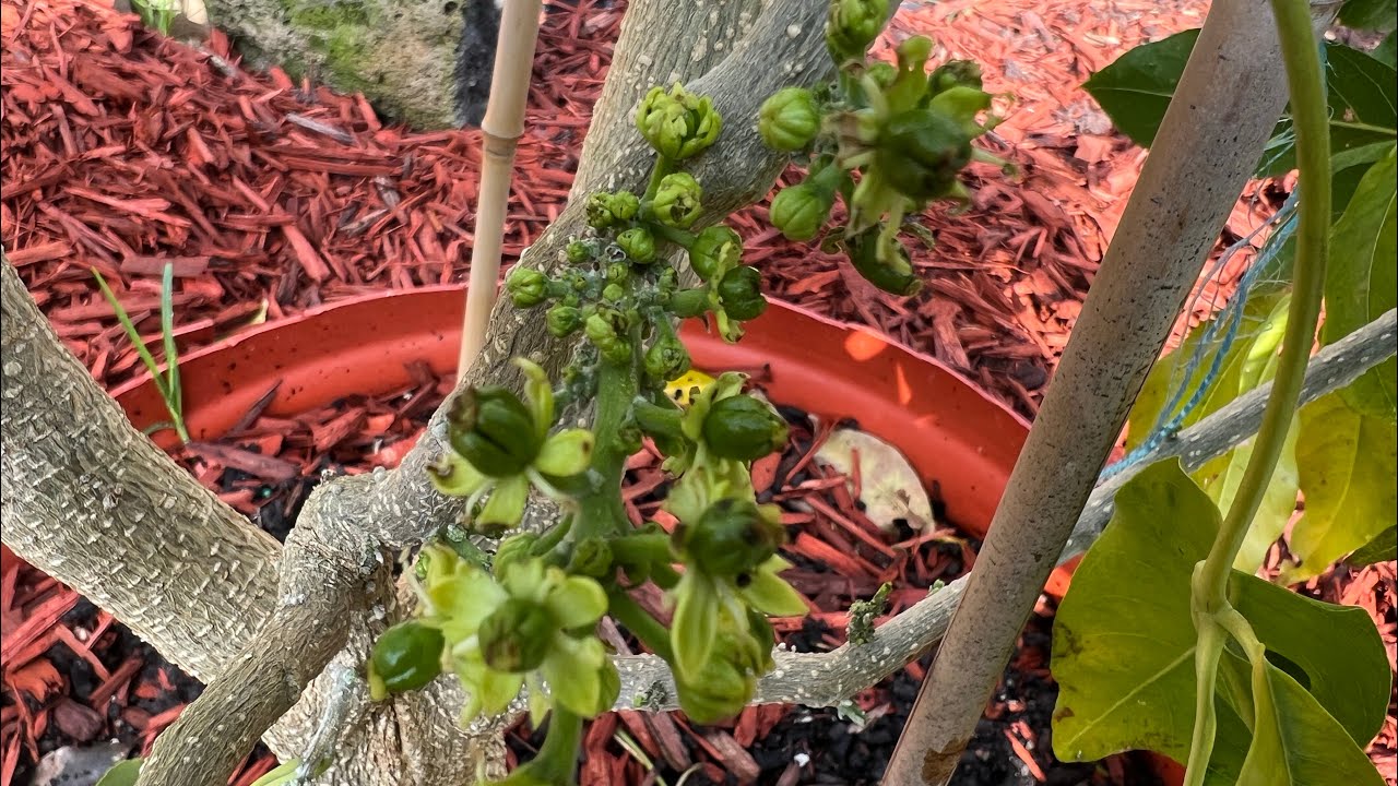Wilson white Sapote tree got flowers first time 💥🇦🇺🌼(EP375) - YouTube