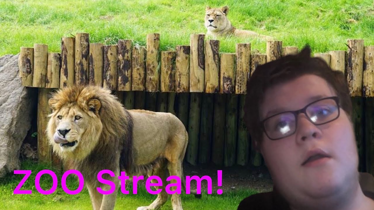 The ZOO Stream! - YouTube