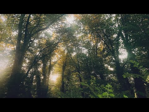 Reflection (Short Film)