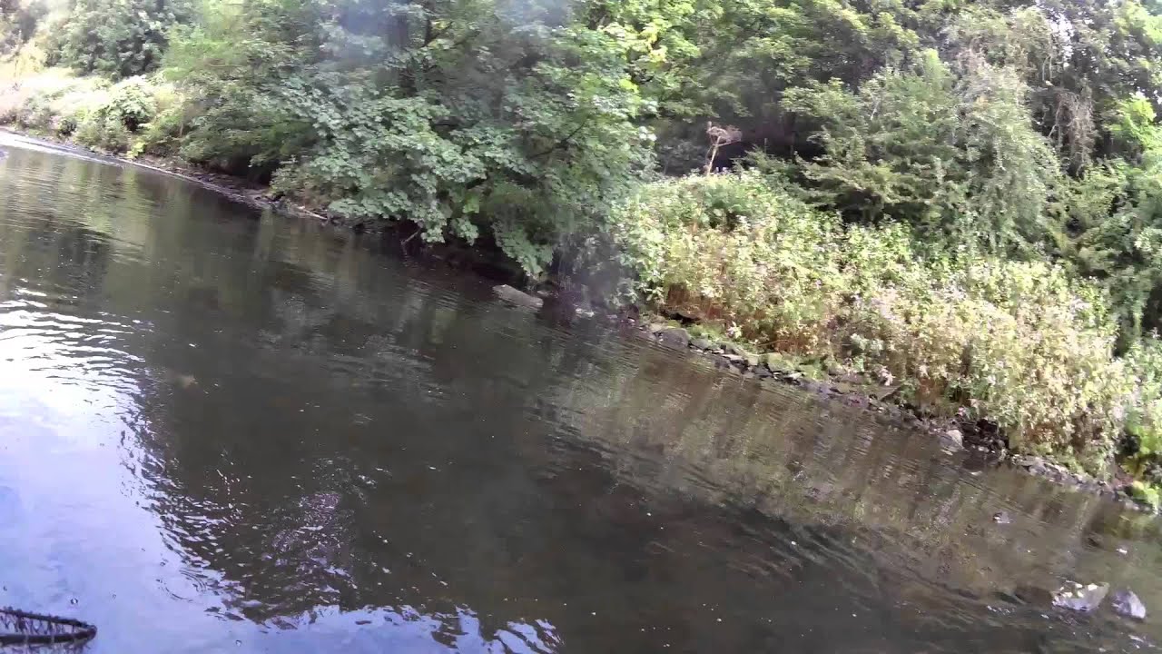 Fly Fishing - Losing a huge trout - Angry Reaction - River Irwell - YouTube