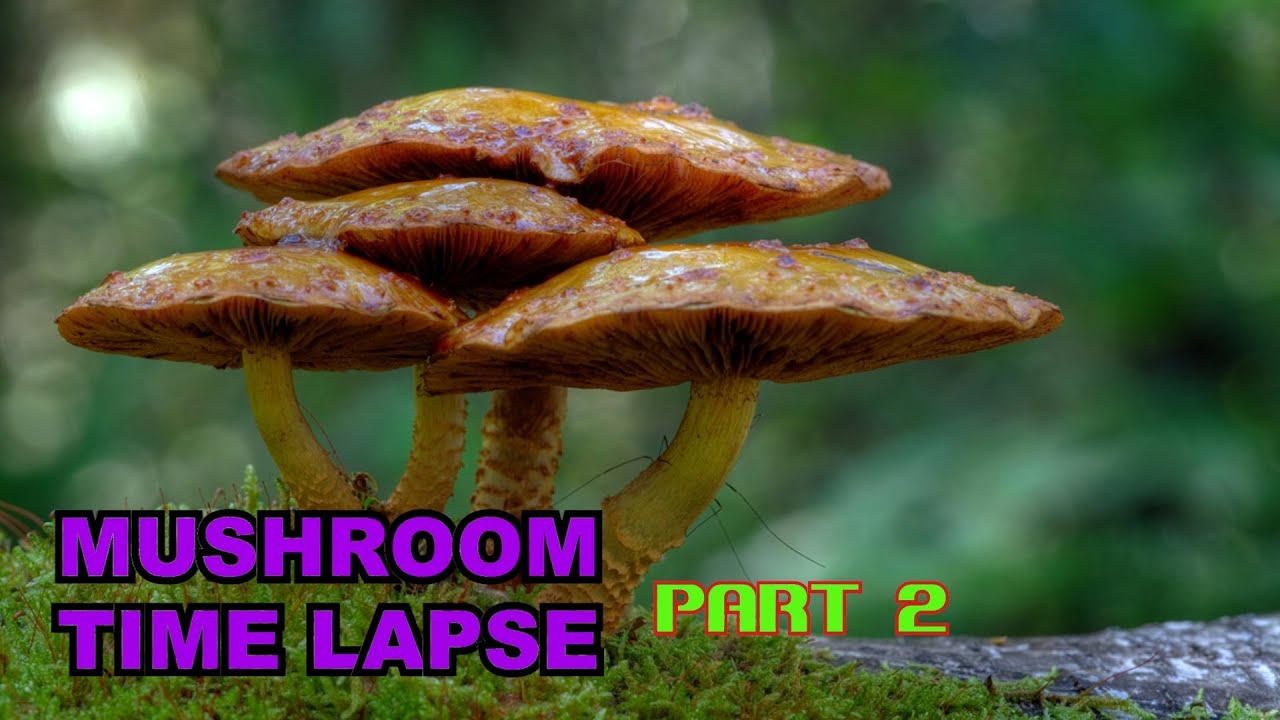 Mushroom Time lapse part 2 - YouTube