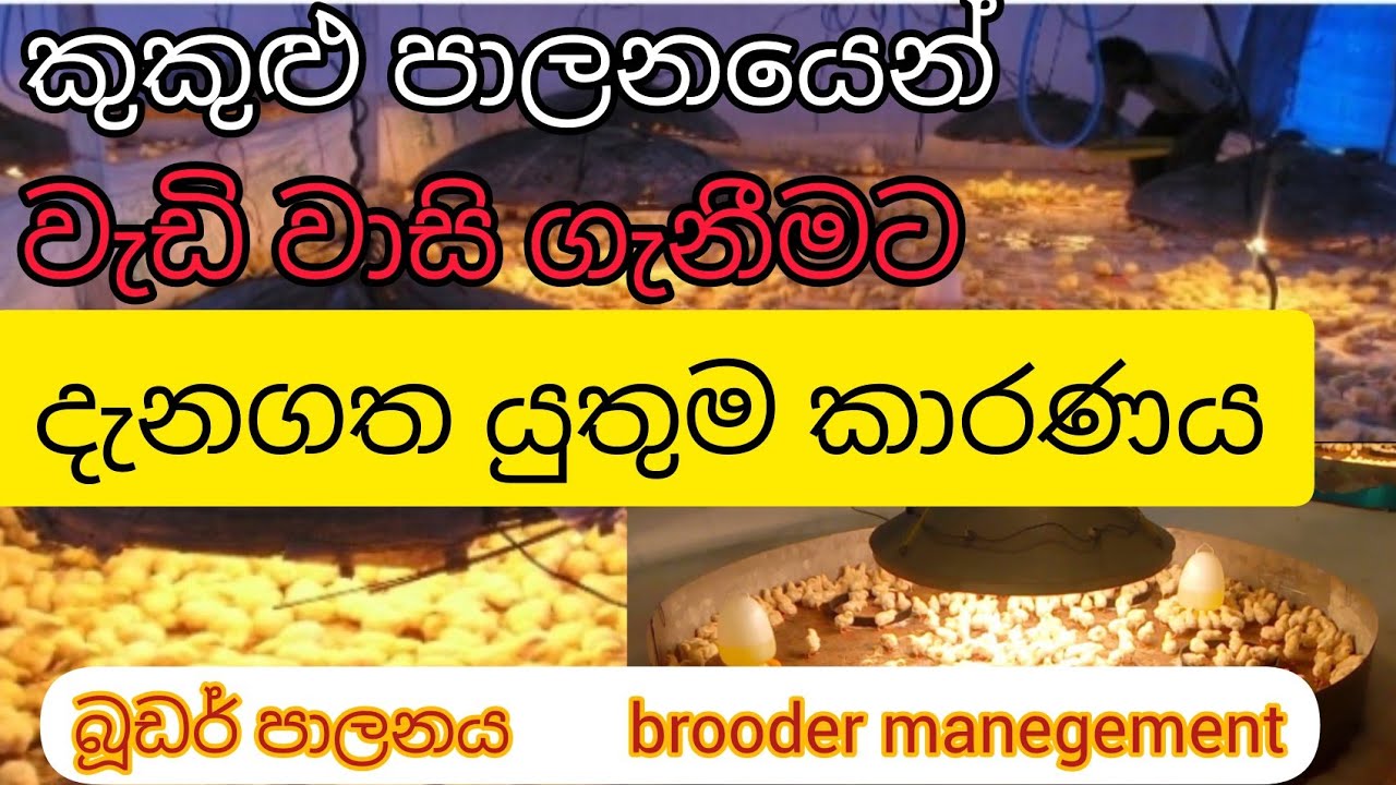 කුකුළු පාලනයෙන් වාසි ගැනීමට දැනගත යුතු කාරණය. brooder manegement # ...