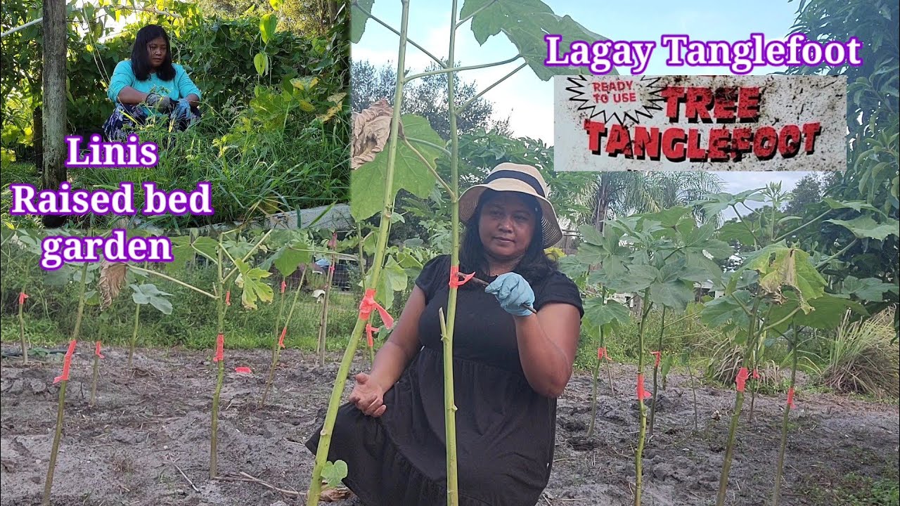 Nilagyan ko Tanglefoot ang Okra | Cleaning my Raised bed garden - YouTube