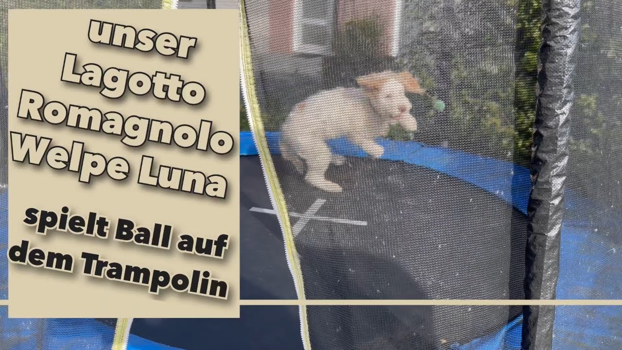 Unser Lagotto Romagnolo Welpe Luna - spielt Ball auf dem Trampolin ...