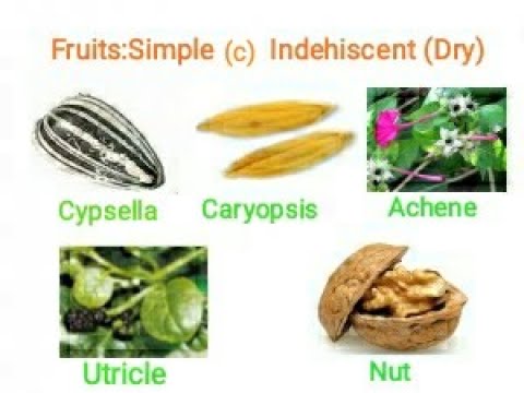 Fruits: Simple (C) Indehiscent (Dry) - YouTube