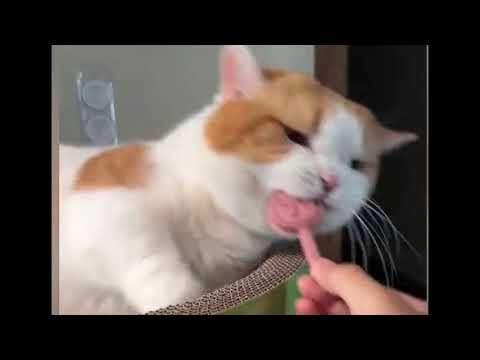 Top 10 funniest cats - YouTube