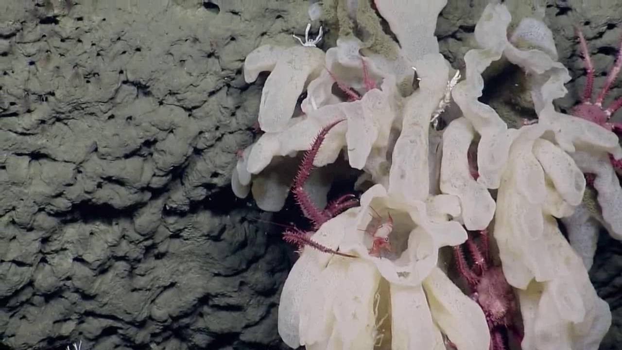 Crustaceans of the Southern California Margin | Nautilus Live - YouTube