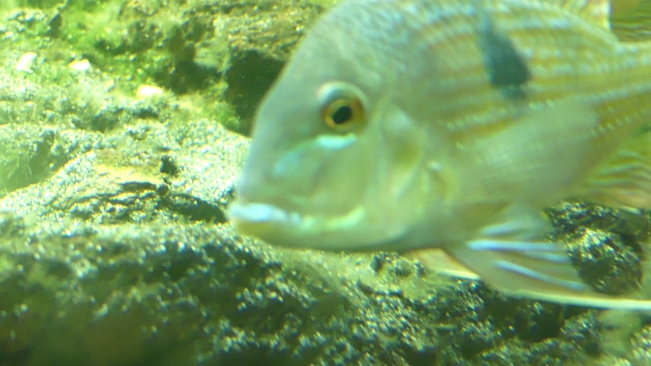 Géophagus sp rio Gurupi - YouTube