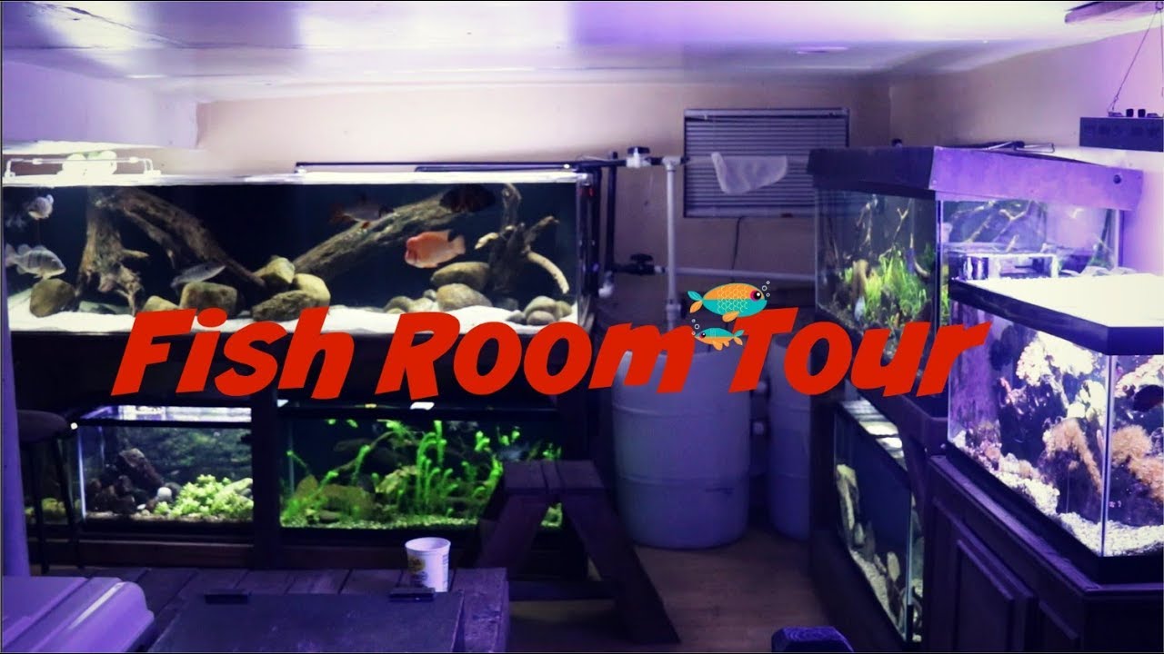 8 Show Tanks +1...Lets Tour My Fishroom!!! - YouTube