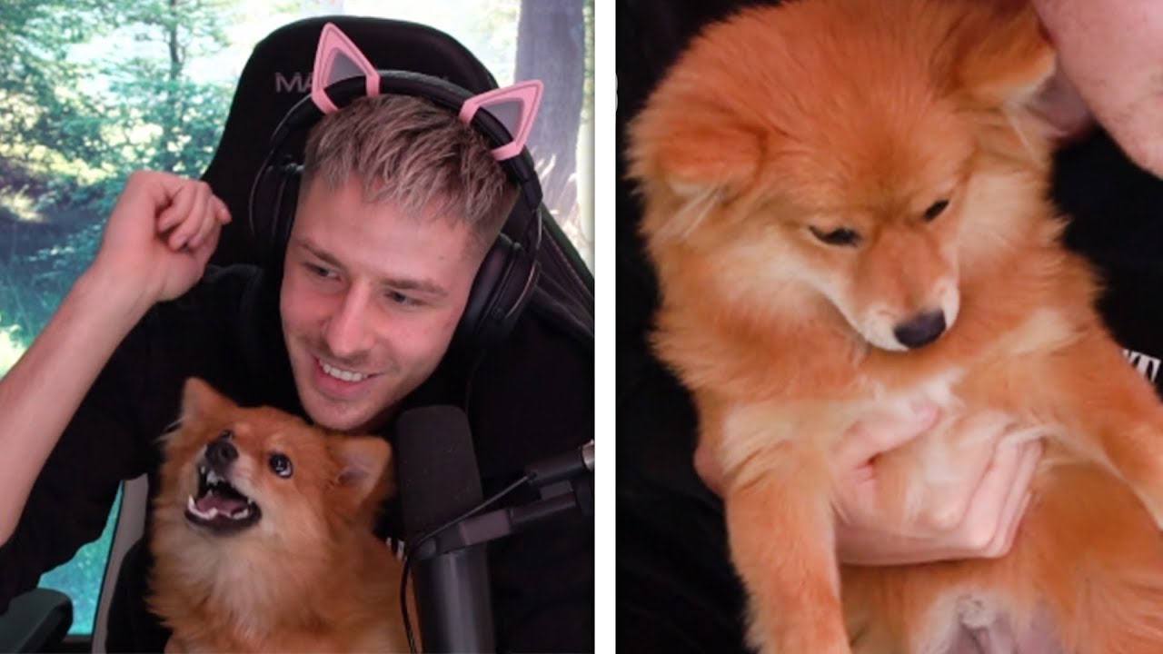 Spontan einen HUND bekommen😍 / Weniger Streams die nächste Zeit 😱 ...