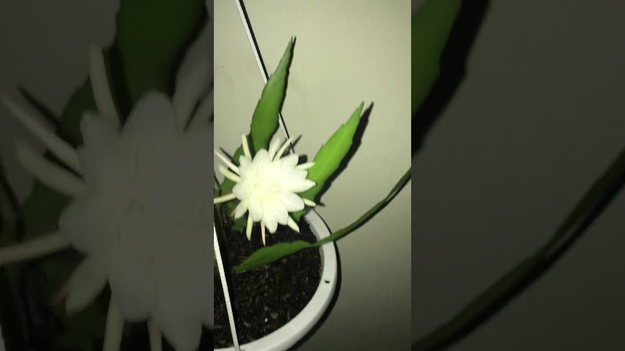 Bunga Raja kembang sepenuhnya - YouTube