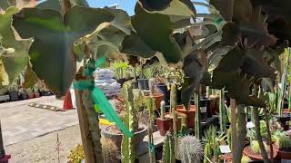 Kalanchoe beharensis "Velvet Leaf Plant " or "Elephant's Ears"