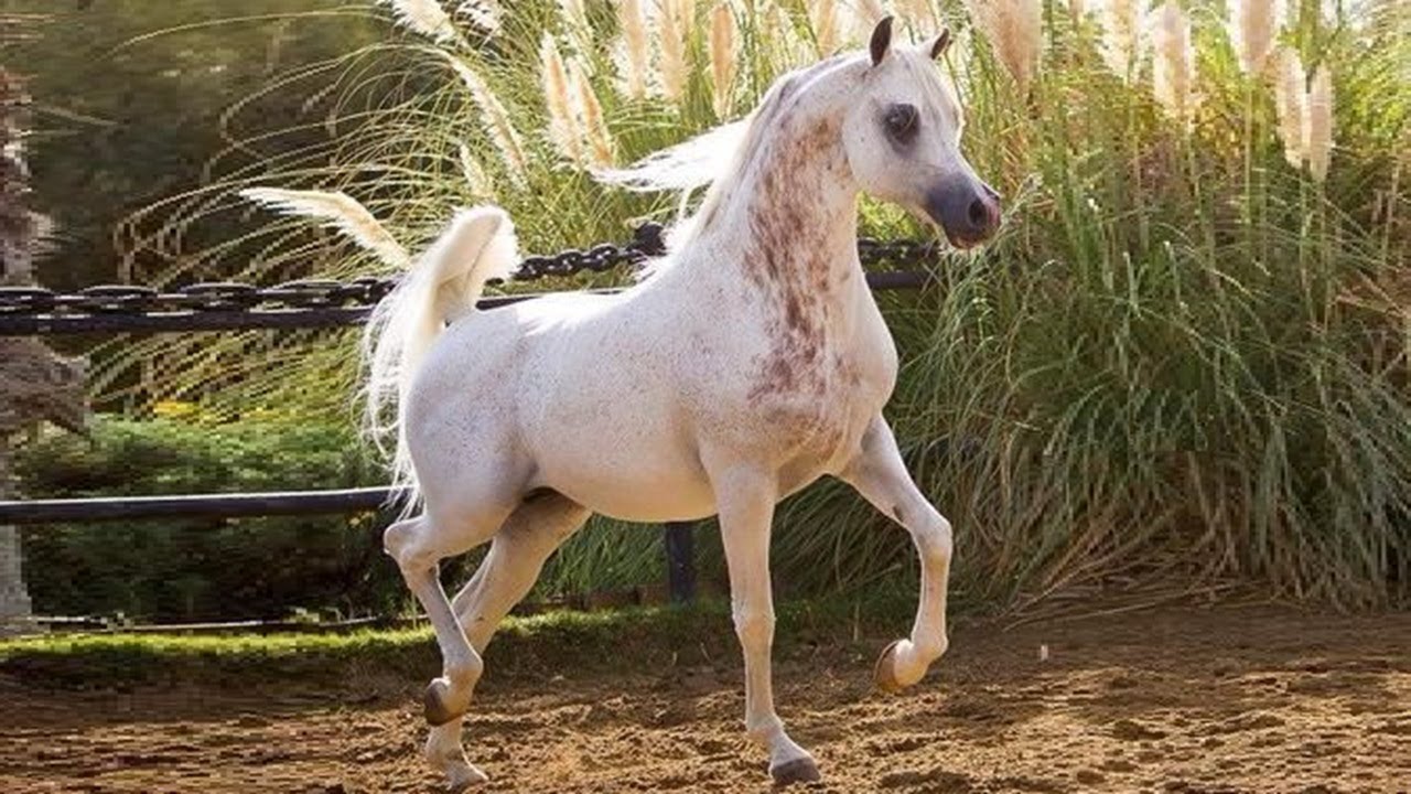 صانع الأبطال الأسطورة دبليو إتش جستس | الخيل العربي | The Champion ...