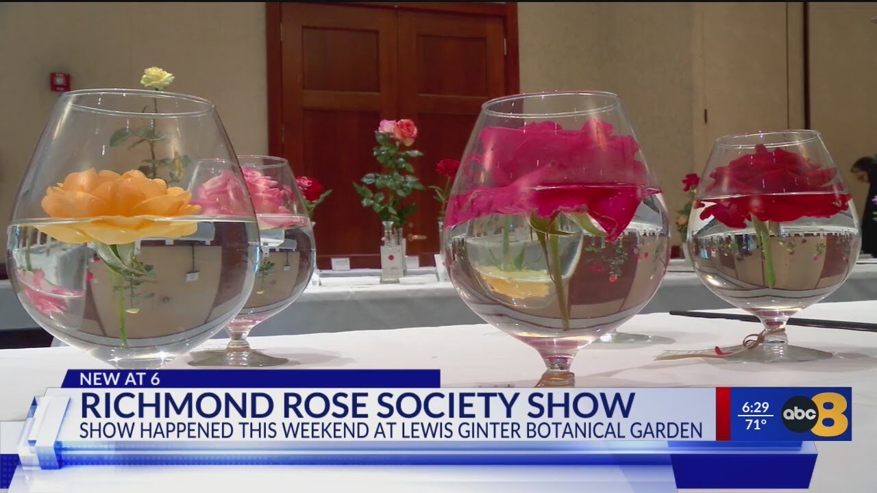 Richmond Rose Society Show delighted rose enthusiasts at Lewis Ginter ...