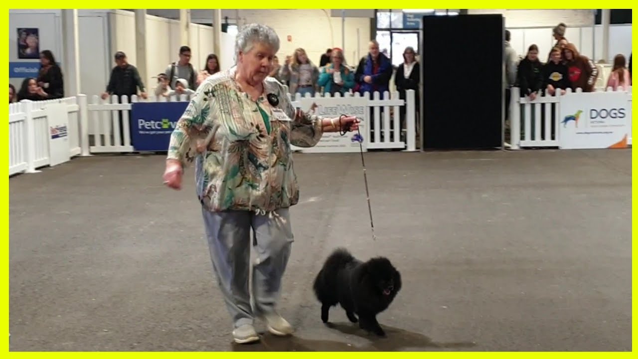 2022 Melbourne Royal Show - German Spitz (Klein) - YouTube