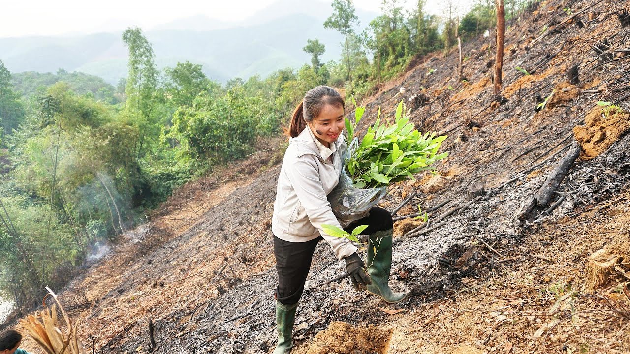 Plant trees and green the land in mountainous areas - YouTube