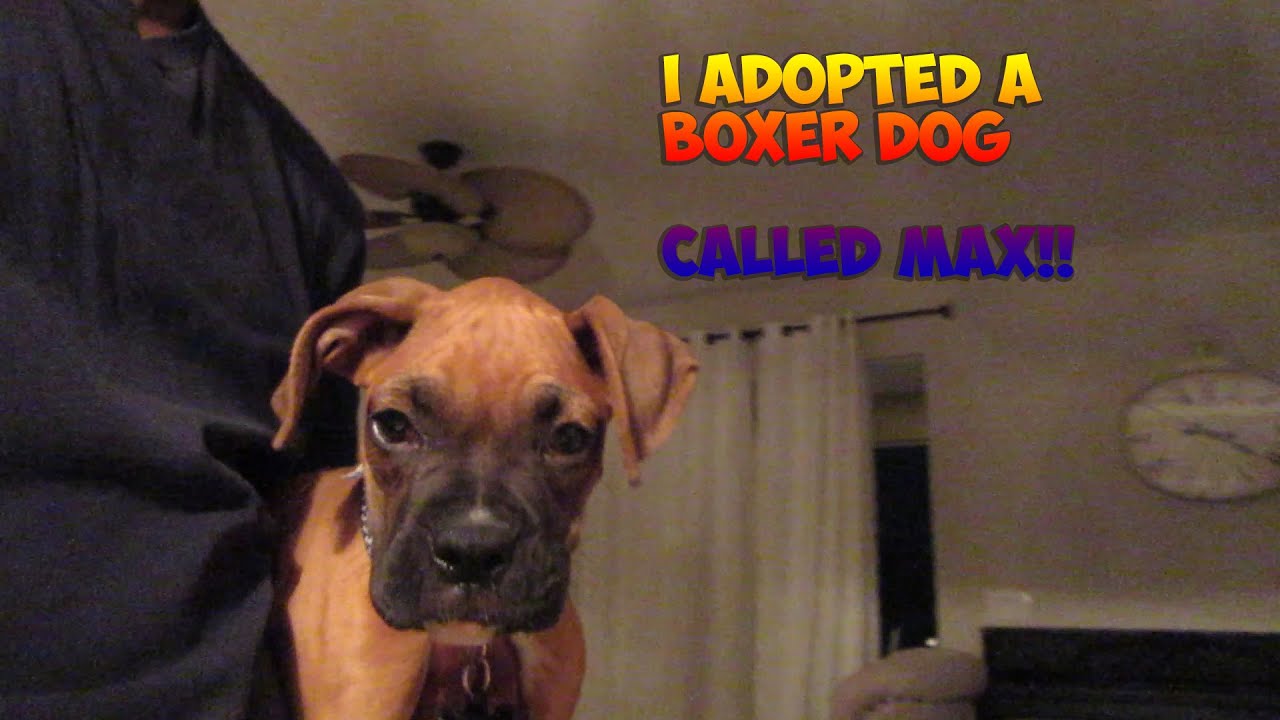 My Baby Boxer Dog 8 weeks old Adopted! - YouTube