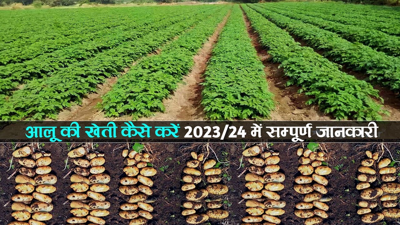 आलू की खेती कब और कैसे करें | Aalu ki kheti | Potato farming in india - YouTube