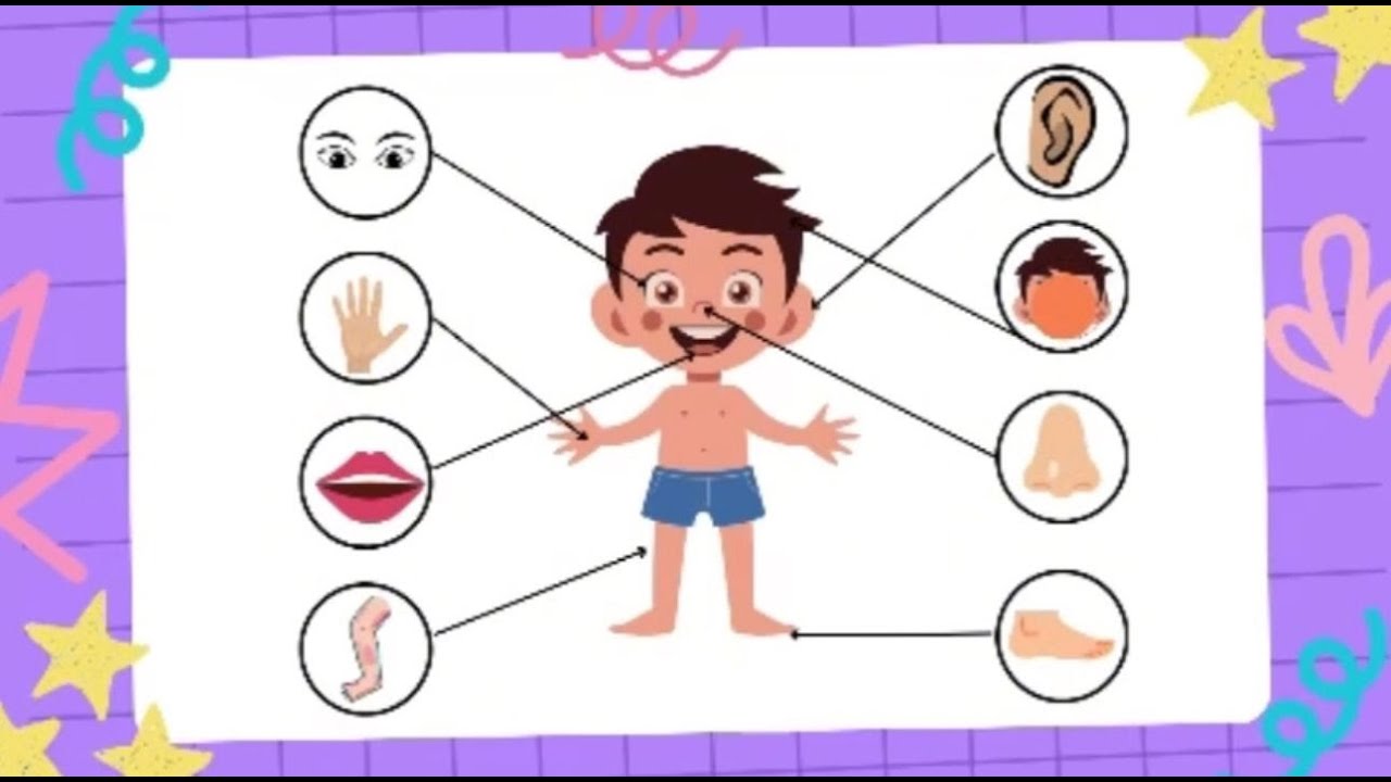 Human body parts (A Guide to Human Anatomy) - YouTube