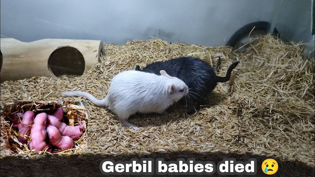 New born gerbil babies died | தமிழ் - YouTube