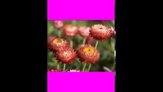 Gardening Catalogs
