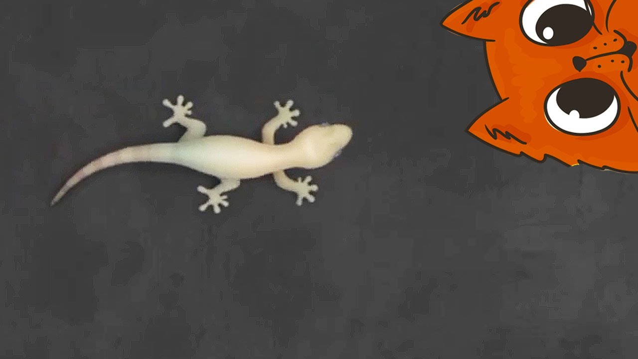 CAT GAMES | VIDEO FOR CATS. Catch a fast lizards! |1 HOUR - YouTube