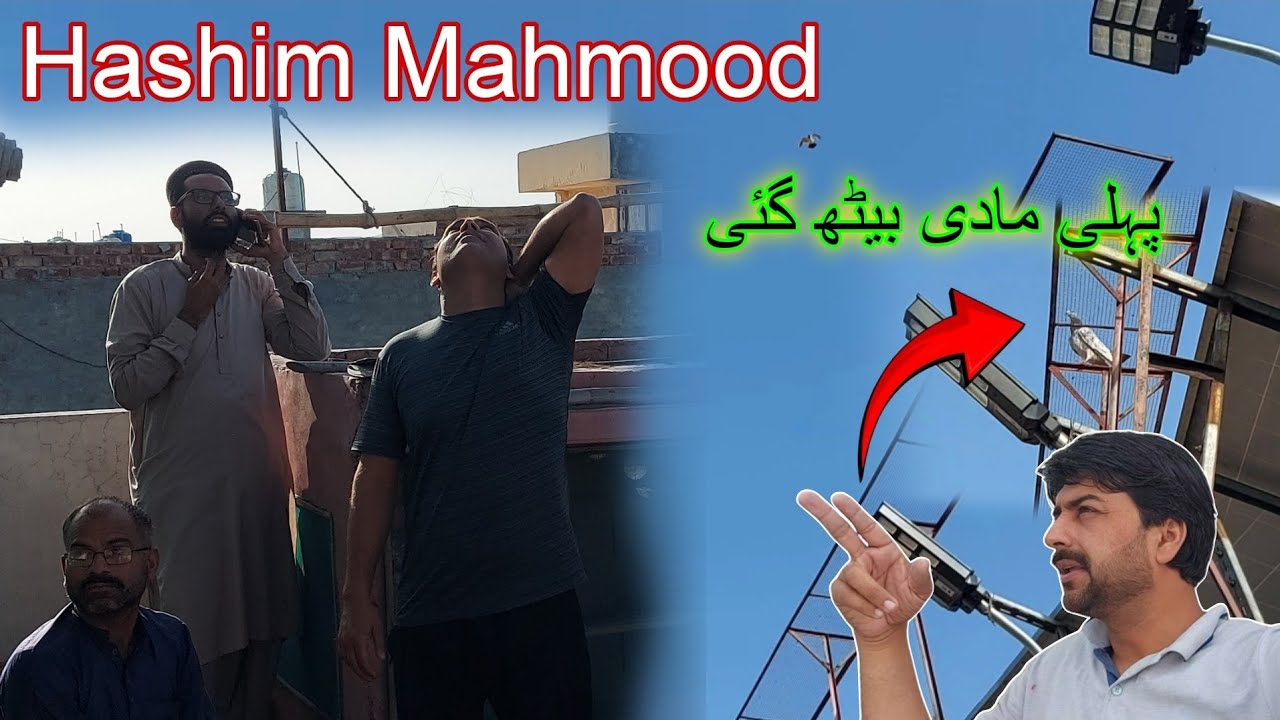 26 number phali madi baith gai hashim mahmood #skypigeons - YouTube