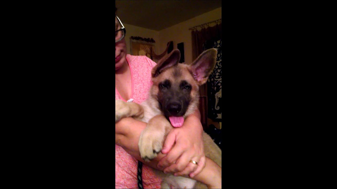 AY Blue Fawn German Shepherd Puppy - YouTube