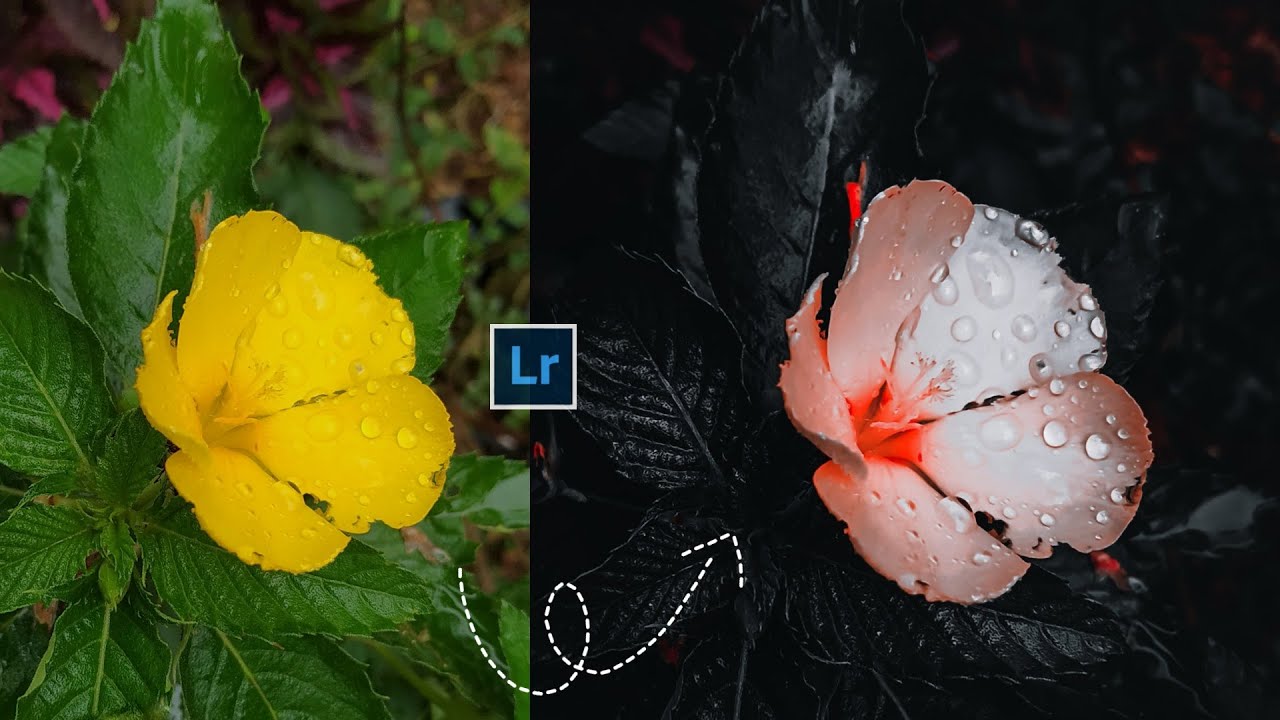 Lightroom photo editing | flower editing lightroom | black red Tone ...