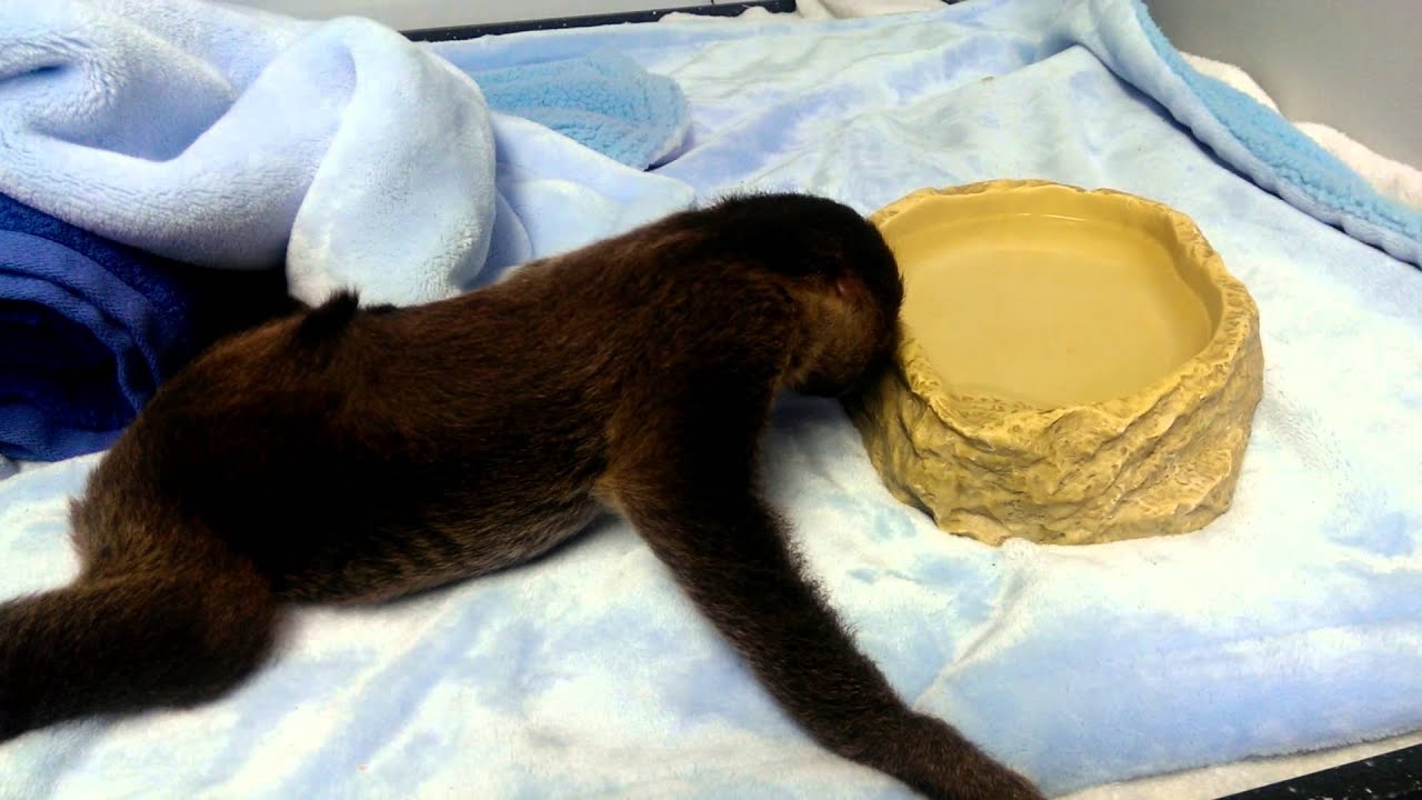 Baby Sloth Drinking Water - YouTube